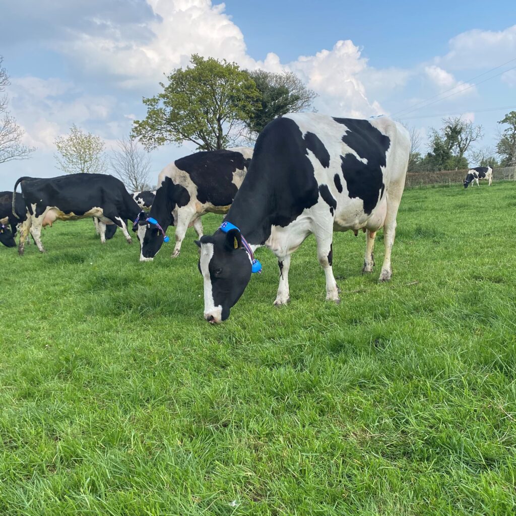 AFICOLLAR - Impulse Agro